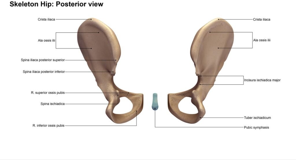 Kas ir simfīze un simfīzes sāpes?